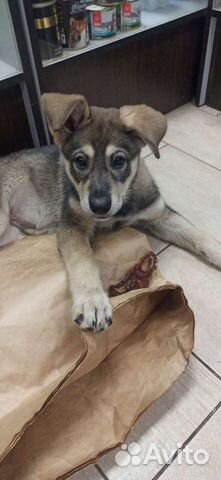 Щенок Звезда эфира