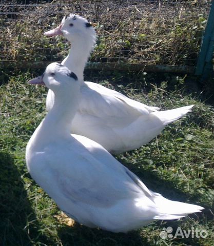 Утки муларды подрощенные