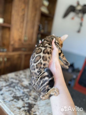 Бенгальские котята ласковые и красивые