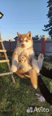 Щенки хаски