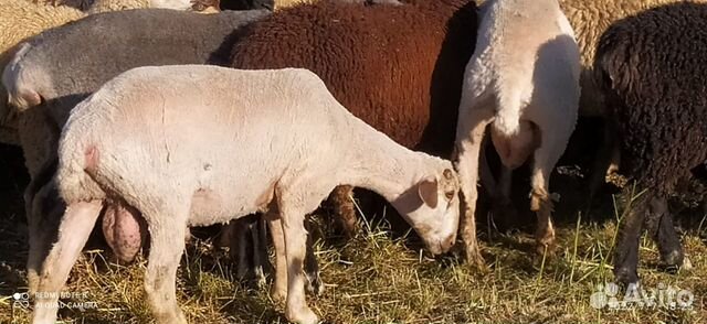 Барашки на курбан