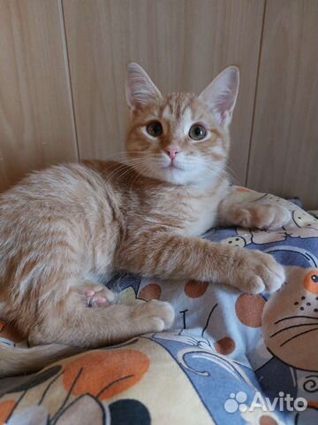 Котёнок Софи ищет дом