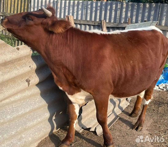 Телочка стельная