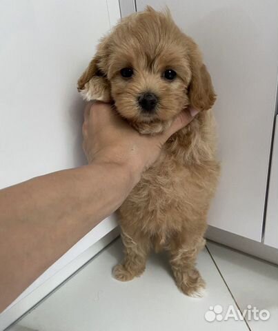 Мальтипу f1 mini мальчик карамелька