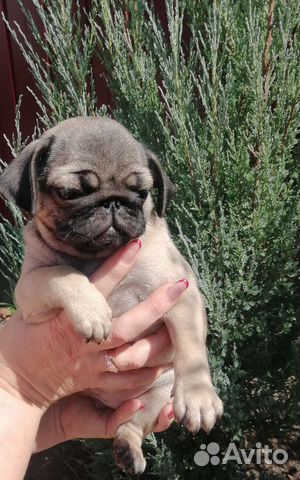 Щенки мопса