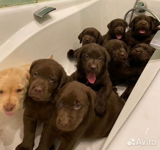 Щенки лабродора