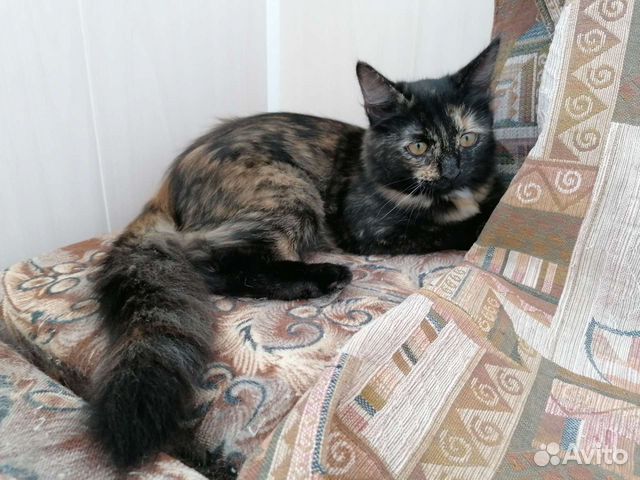 Кошечка подросток