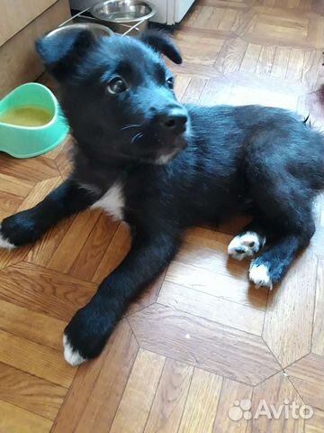 Щенок девочка