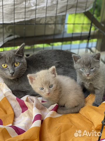 Котята в дар