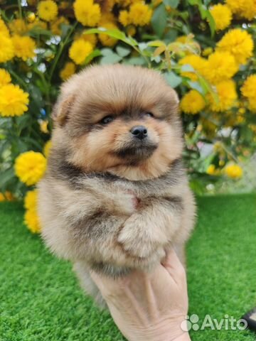 Щенки померанского шпица медвежьего типа