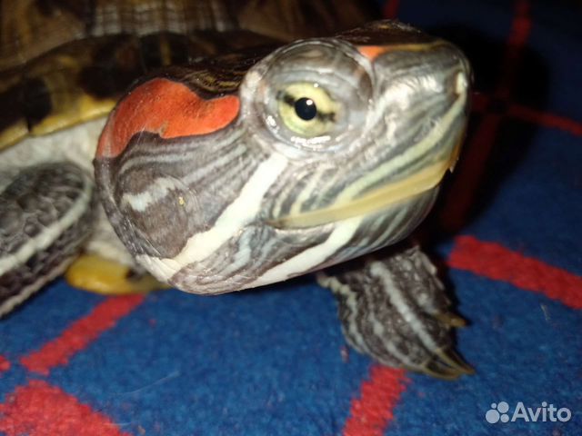 Черепашки бесплатно