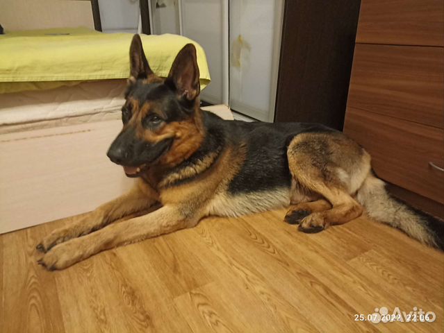 Немецкая овчарка, вязка, кабель