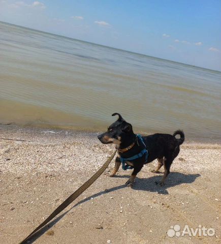 Маленькая собачка ищет дом