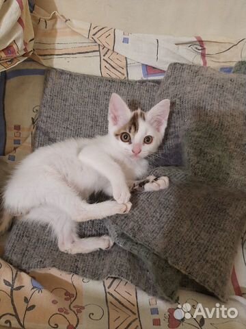 Красавец, добряк, компаньон маленький Кузя