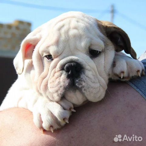 Английский бульдог