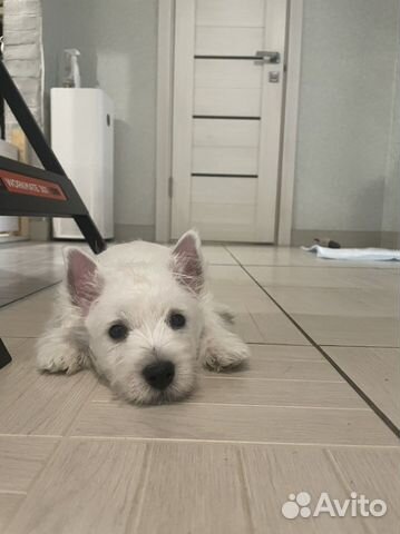 Белые человечки с влюблёнными глазами