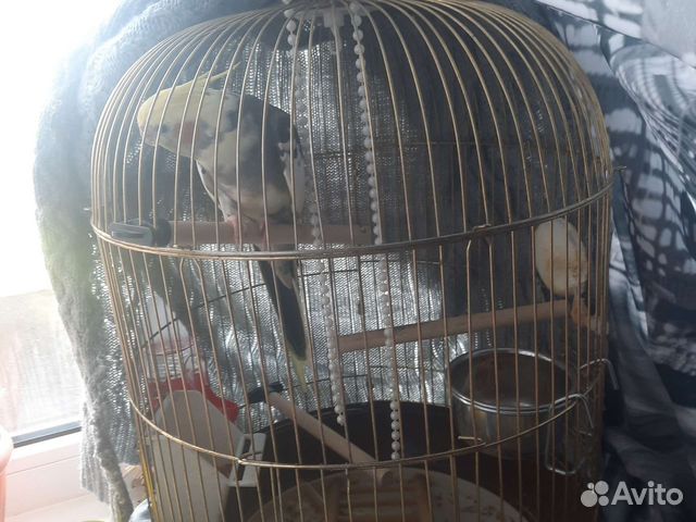 Попугай карелла мальчик