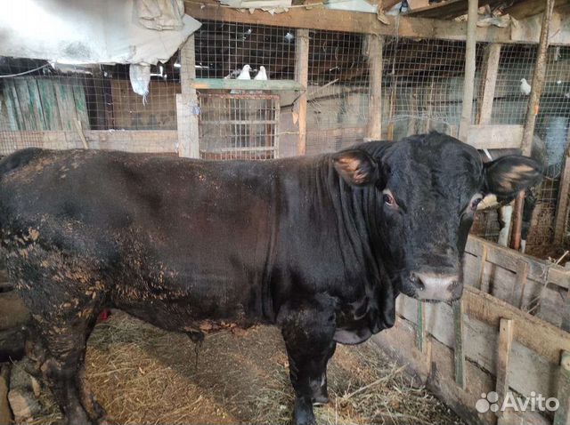 Абердин ангус бык