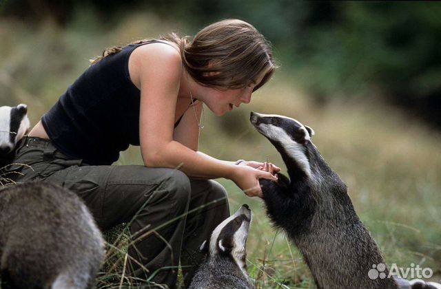 Барсук домашний