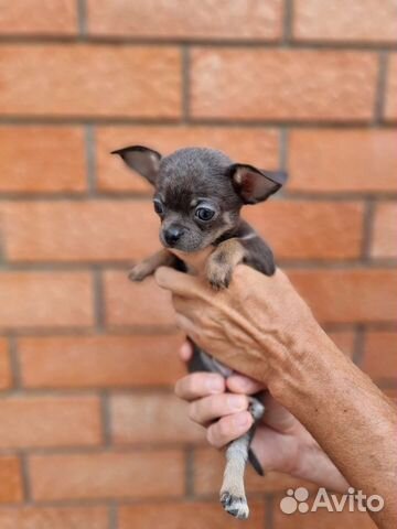 Голубо-подпалый мальчик чихуахуа