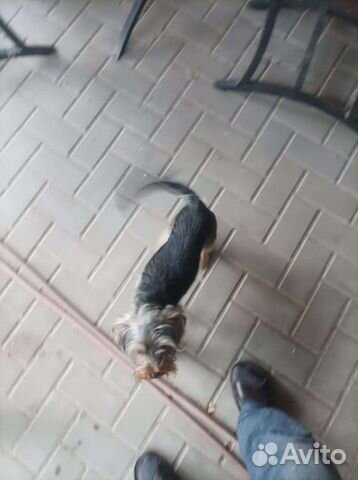 Собаки бесплатно в добрые руки