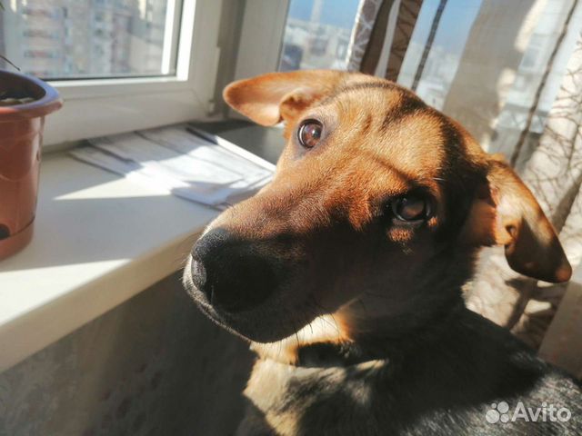 Собака