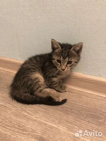 Котенок Микси в добрые руки