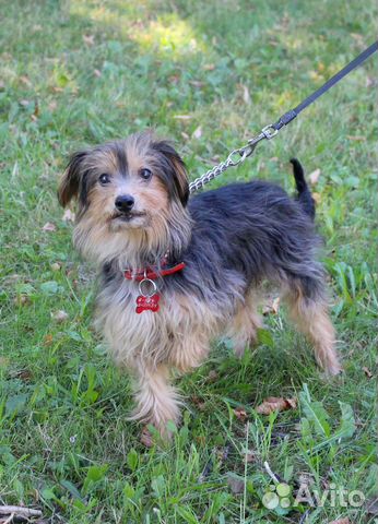 Маленький чудесный Топик ищет добрый дом