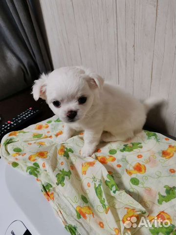 Щенки чихуахуа