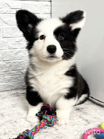 Вельш-корги кардиган флаффи