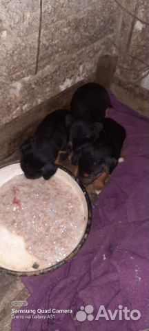 Щенки ягдтерьера