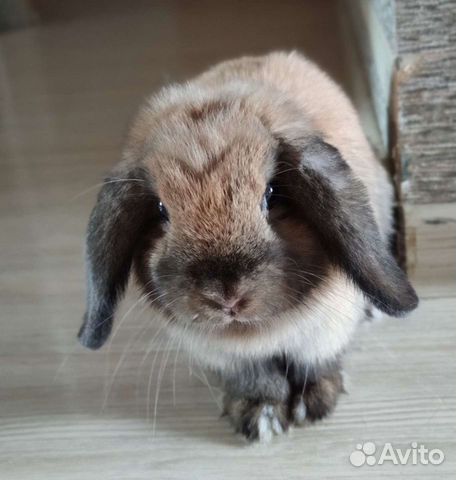 Кролик минилоп