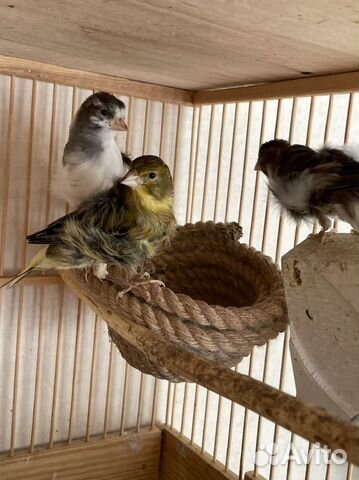 Канарейка кенор