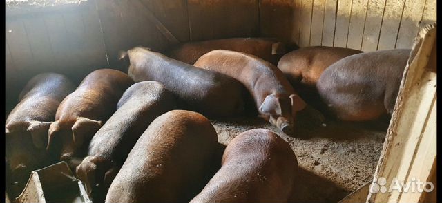 Свиньи породы дюрок