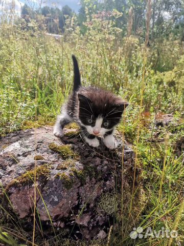 Кошечка