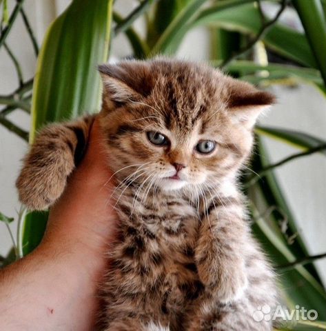 Британские котята пятнистые