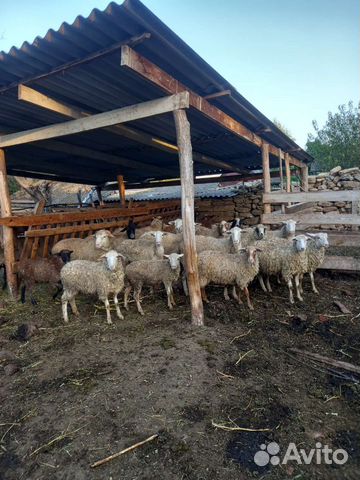 Ягнята козлята