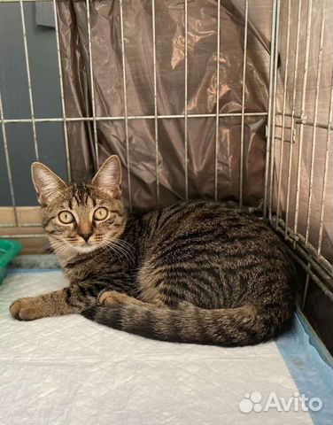 Котодети из приюта ищут своих родителей