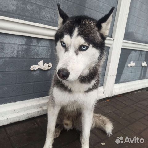 Сибирский хаски найден