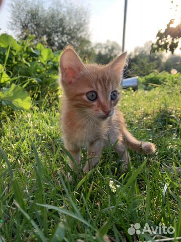 Рыжие котята