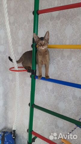 Кошечка абиссинка