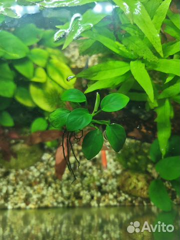 Аквариумное растение Лимонник, Анубиас Бартера