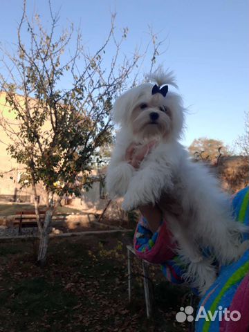 Мини прелесть