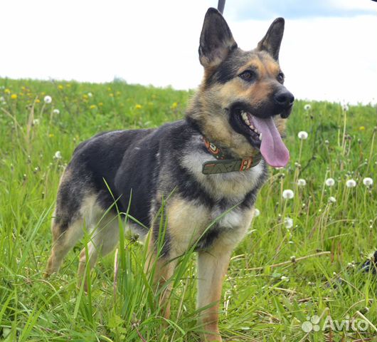 Метис овчарки ищет семью