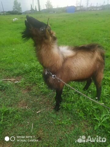 Чешский козел