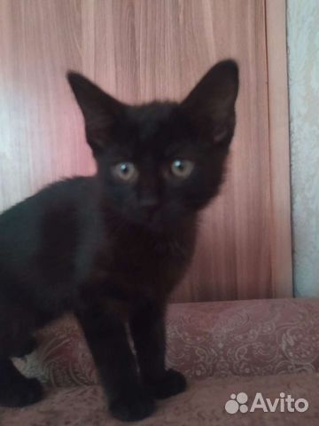 Черная кошечка