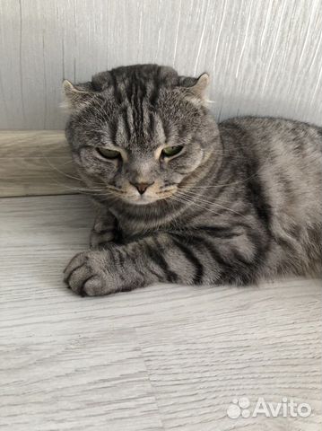 Британская кошка