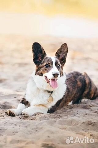 Шикарный мальчик кардиган