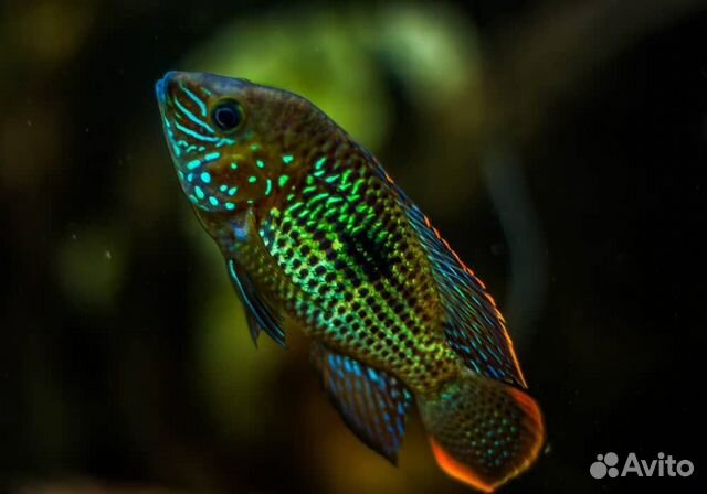 Рыбки цихлиды