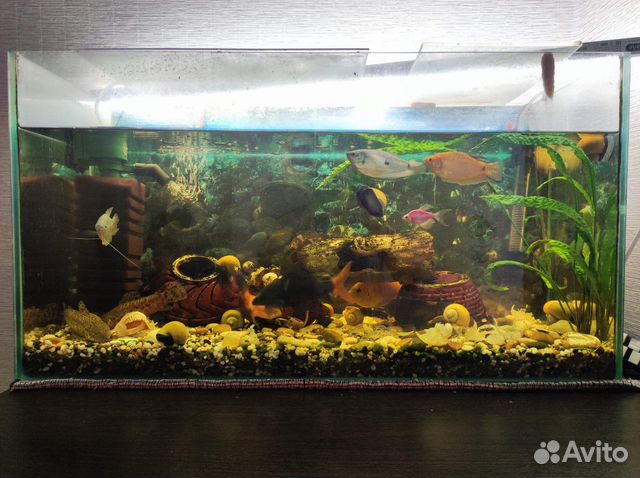Аквариум 100л + рыбки